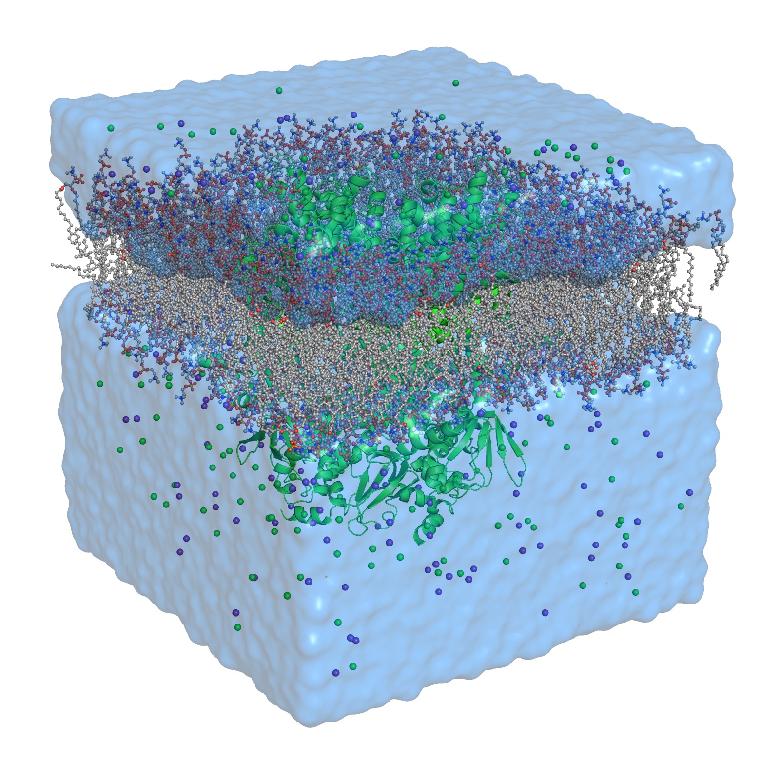 Molecular Dynamics Study of voltage-gated Sodium/Potassium channels ...